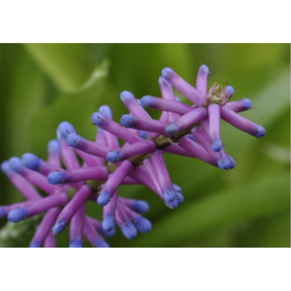 Matchstick Bromeliad (Aechmea gamosepala) in 20 L Air-Pot Container ...