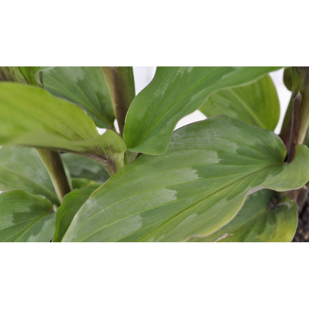 Kaempferia rotunda (Peacock Ginger) in 90 mm Bottomless Pot