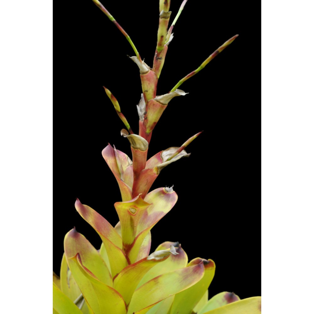 Vriesea philippocoburgii as Propagation Material