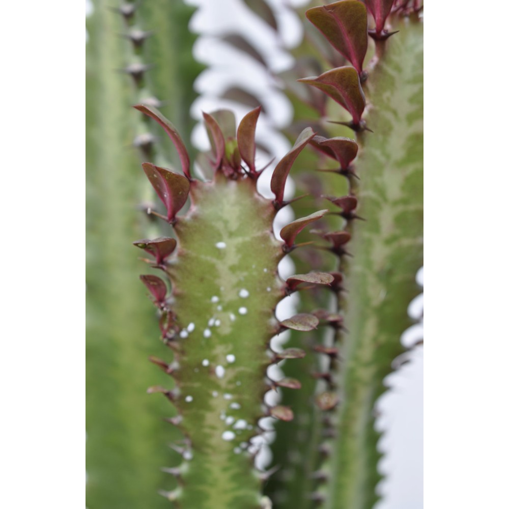 African Milk Tree (Euphorbia trigona forma rubra) as Propagation Material