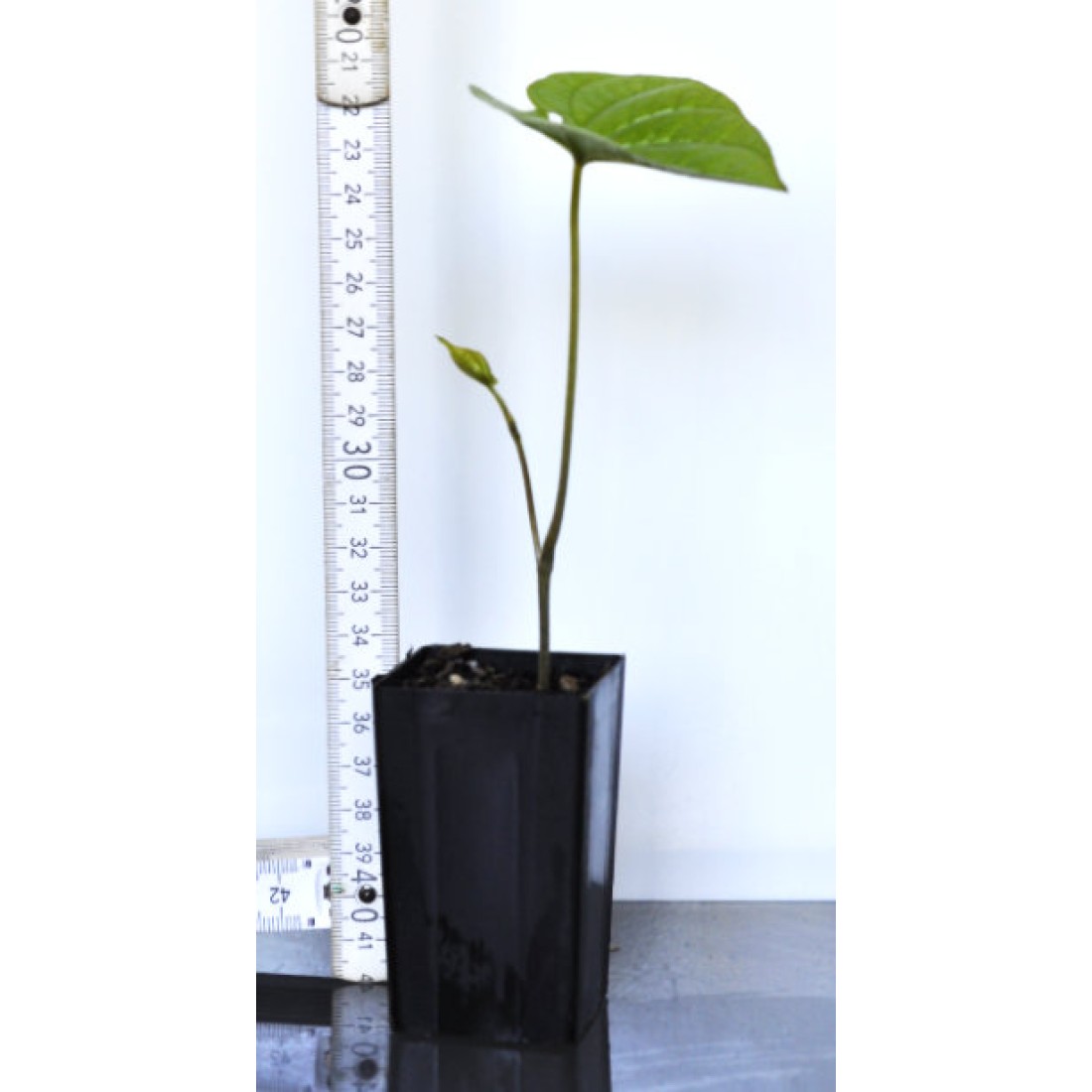 Chinese Mountain Yam or Japanese Nagaimo (Dioscorea polystachya) in 50 ...