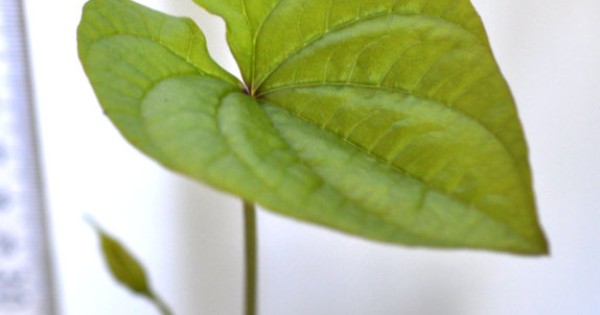 Chinese Mountain Yam or Japanese Nagaimo (Dioscorea polystachya) in 50 ...