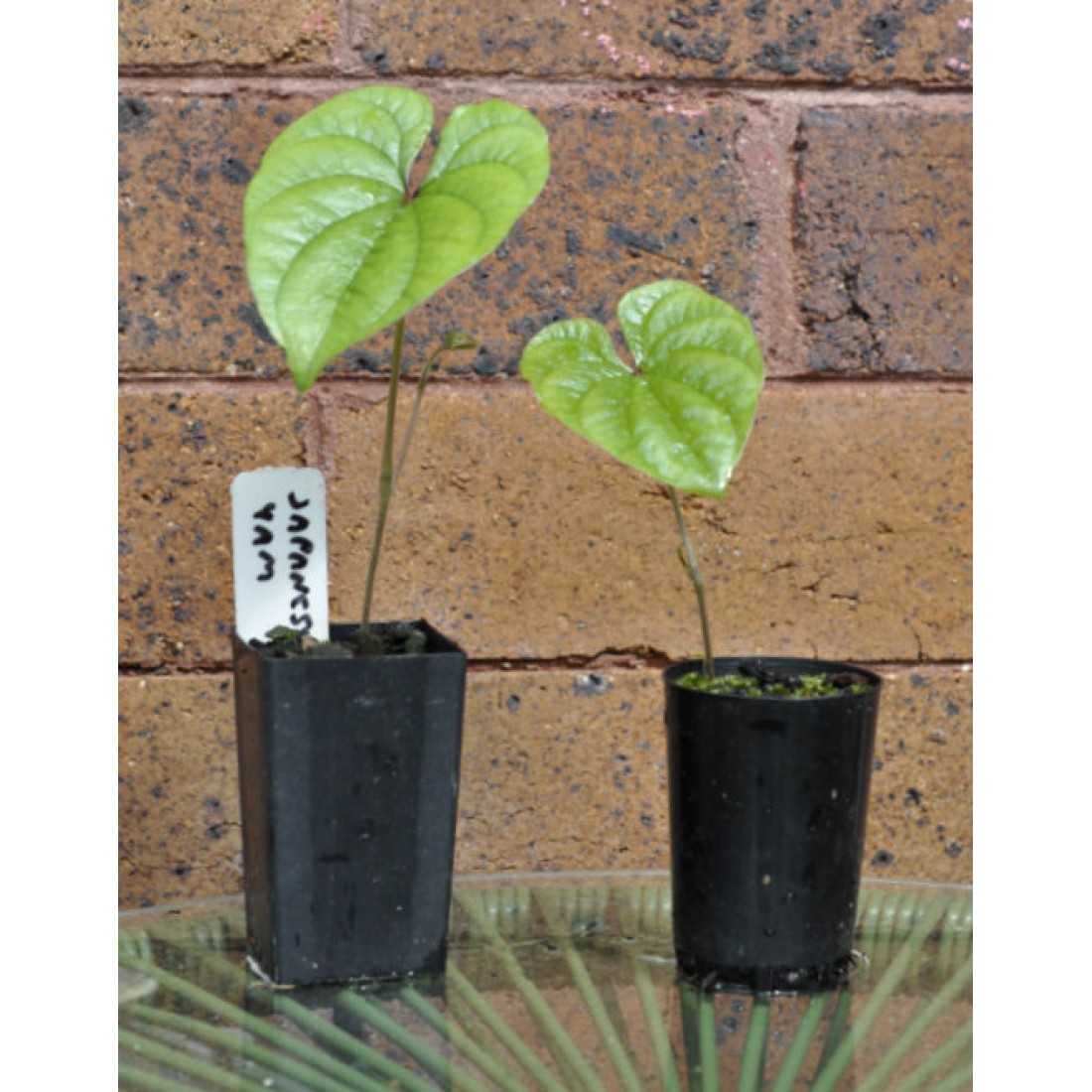 Chinese Mountain Yam or Japanese Nagaimo (Dioscorea polystachya) in 50 ...