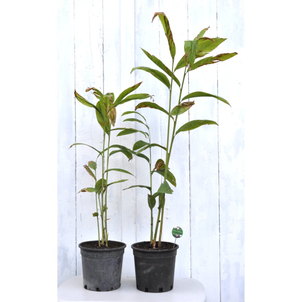 Culinary Red Galangal (Alpinia galanga) as Propagation Material