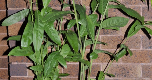 Culinary Red Galangal (Alpinia galanga) in 200 mm Pot