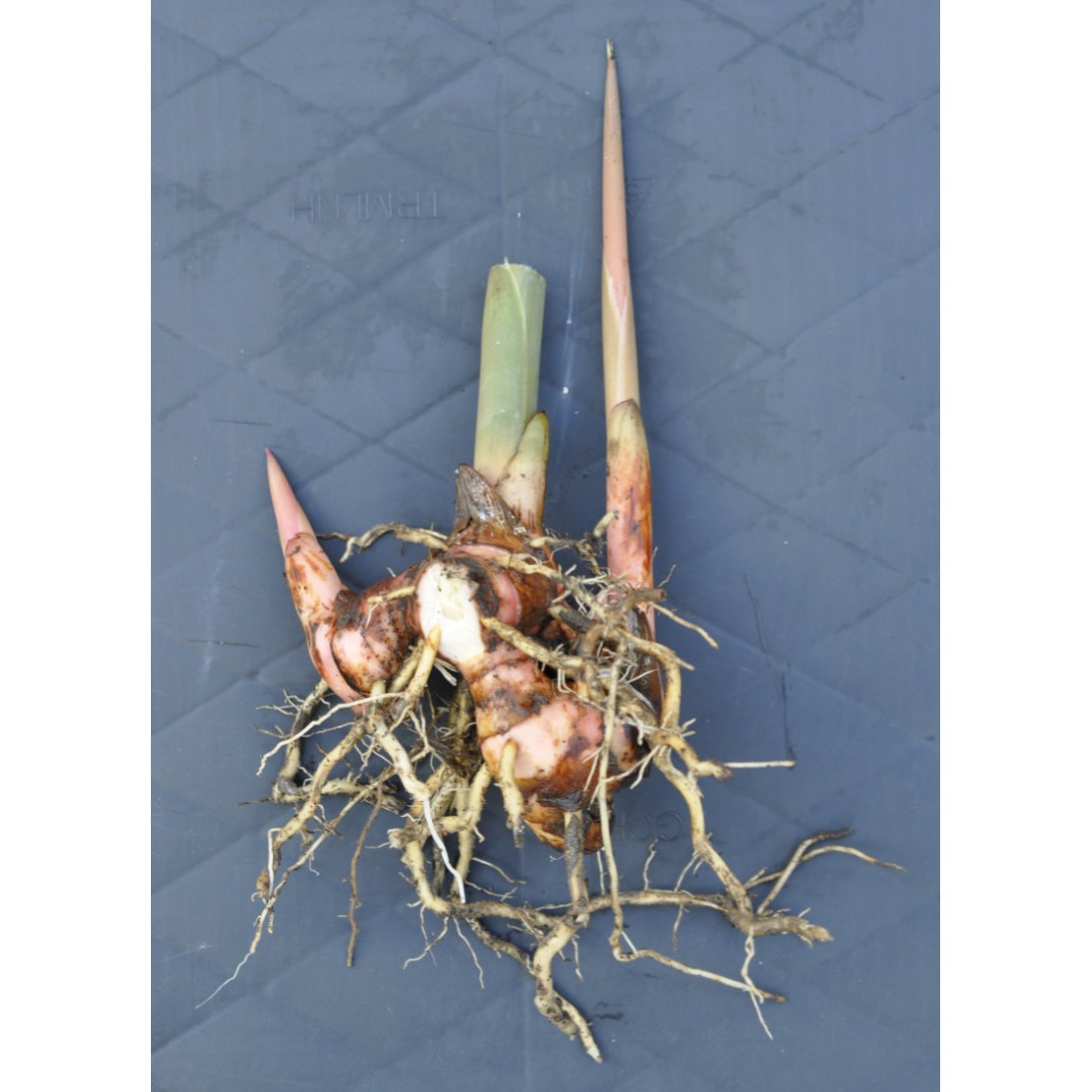 Culinary Red Galangal (Alpinia galanga) Rhizome Clump