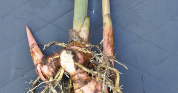 Culinary Red Galangal (Alpinia galanga) Rhizome Clump