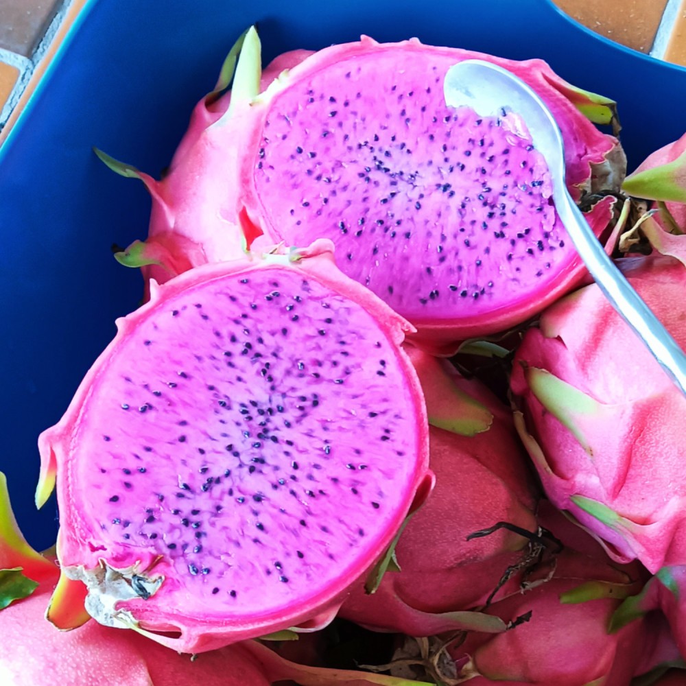 Dragon Fruit Cross-Pollination Pair: 'Purple Haze' and 'Dark Star' as ...