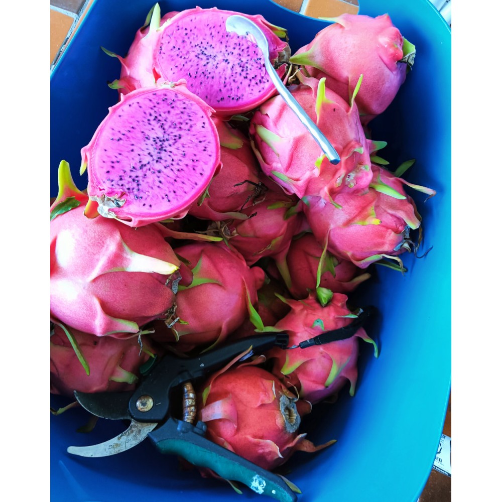 Dragon Fruit Cross-Pollination Pair: 'Purple Haze' and 'Dark Star' as ...