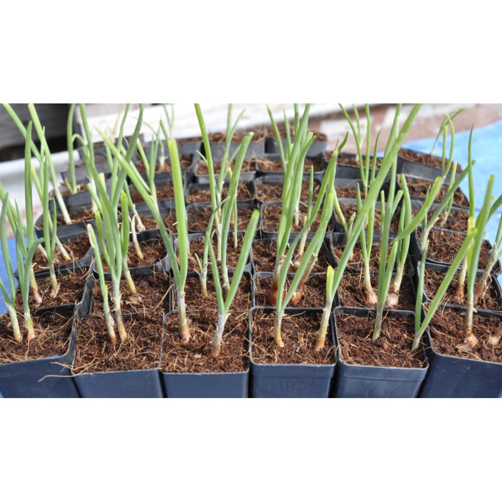 Egyptian Walking Onions / Tree Onions (Allium × proliferum) in 50 mm Tube
