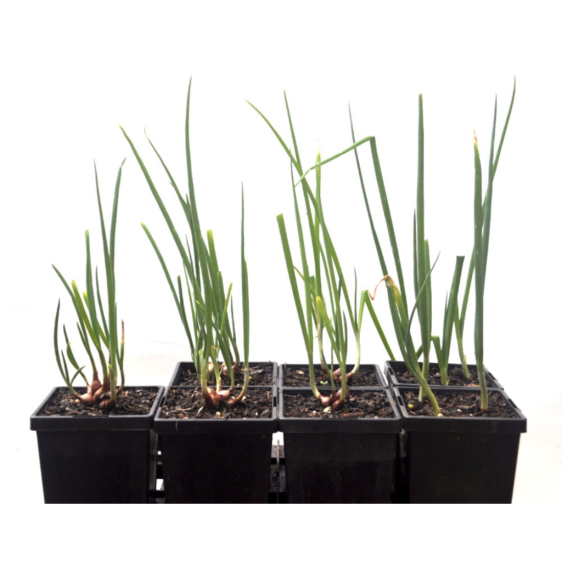 Egyptian Walking Onions / Tree Onions (Allium × proliferum) in 90 mm ...