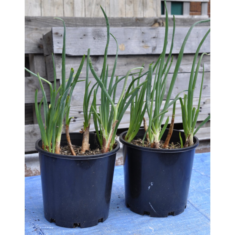 Egyptian Walking Onions / Tree Onions (Allium × proliferum) - Mature ...