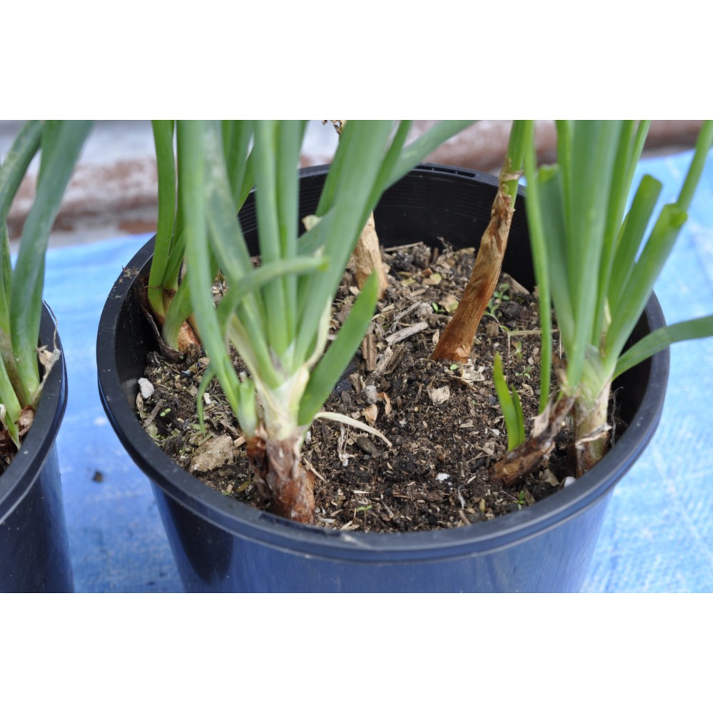 Egyptian Walking Onions / Tree Onions (Allium × proliferum) - Mature ...