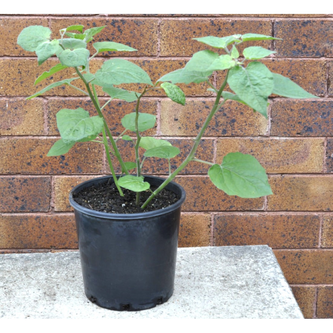 Peruvian Groundcherry/Cape Gooseberry (Physalis peruviana) as ...