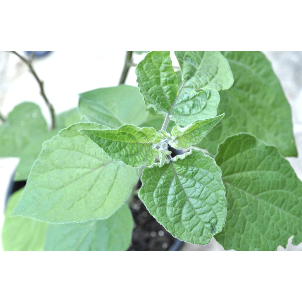 Peruvian Groundcherry/Cape Gooseberry (Physalis peruviana) as ...