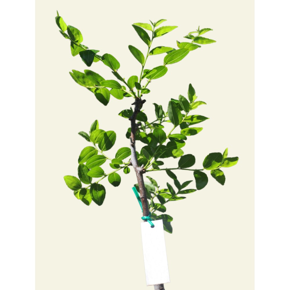 Li Jujube Tree (Ziziphus jujuba), dormant, bare-rooted