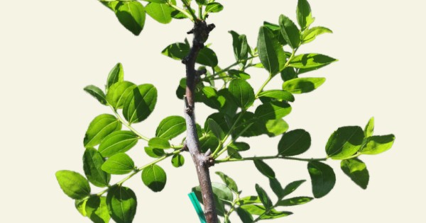 Li Jujube Tree (Ziziphus jujuba), dormant, bare-rooted