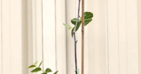 Jujube Tree (Ziziphus jujuba) - Chico (190 mm POT)