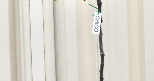 Jujube Tree (Ziziphus jujuba) - Chico (25 L POLYBAG)