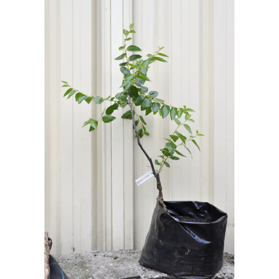 Jujube Tree (Ziziphus jujuba) - Redlands (25 L POLYBAG, LARGE ROOTS)