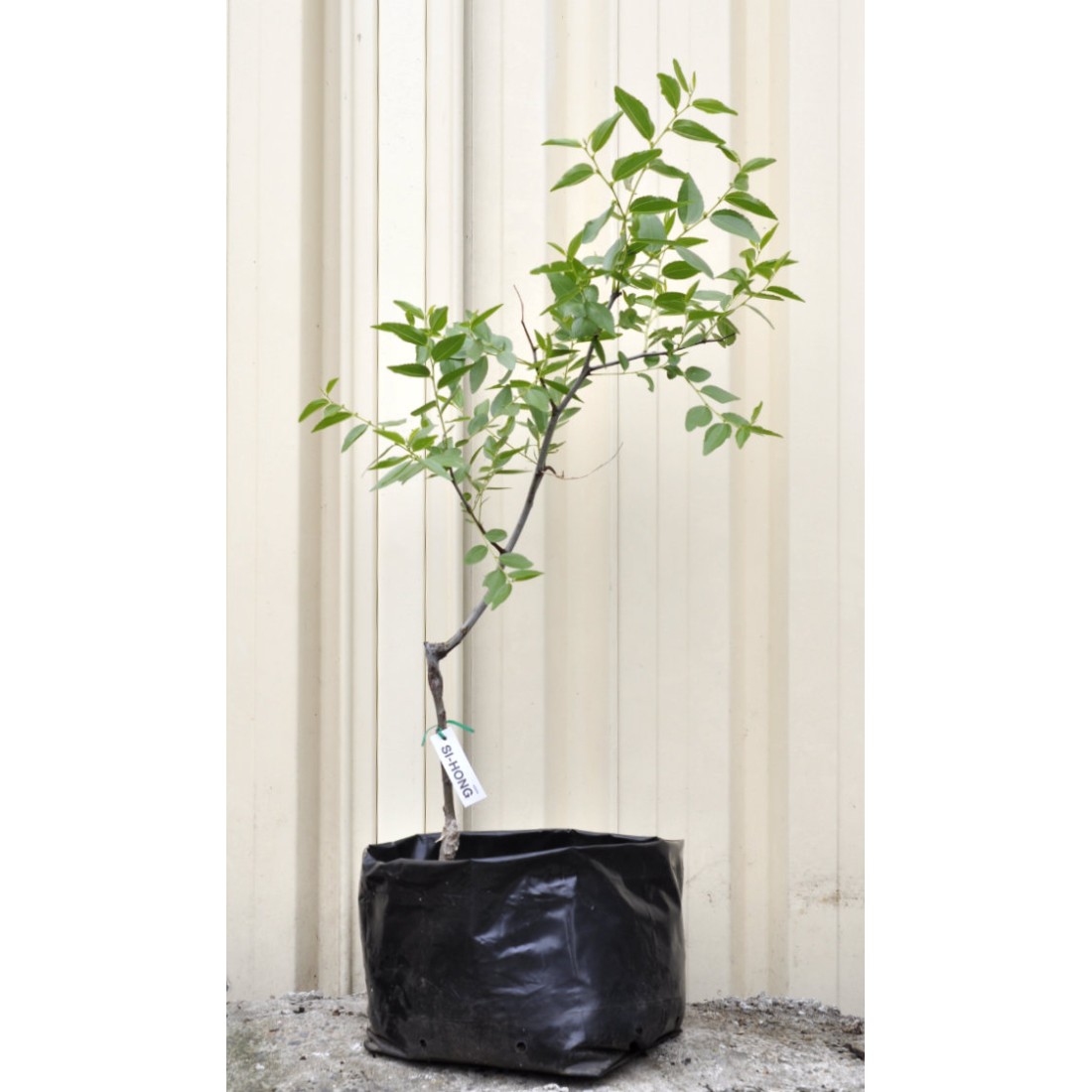 Jujube Tree (Ziziphus jujuba) - Si-Hong (25 L POLYBAG, LARGE ROOTS)