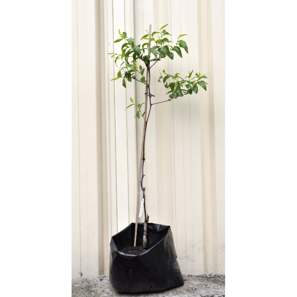 Jujube Tree (Ziziphus jujuba) - Silverhill (also known as Tigertooth ...