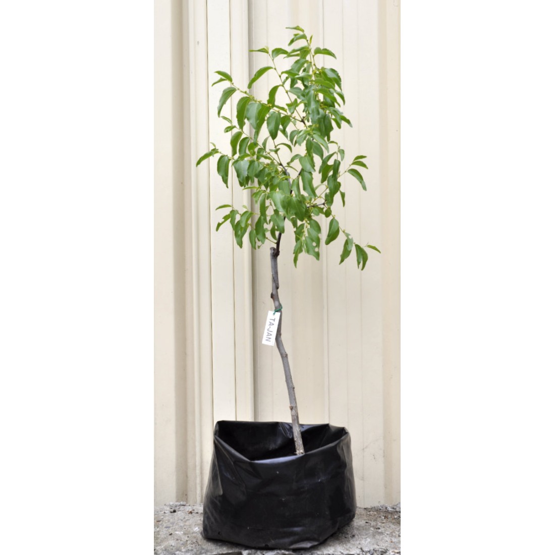 Jujube Tree (Ziziphus jujuba) - Ta-Jan (25 L POLYBAG, TALL WITH LARGE ...