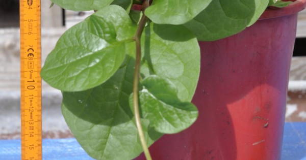 Red-stemmed Malabar/Climbing Spinach (Basella alba 'Rubra') as ...