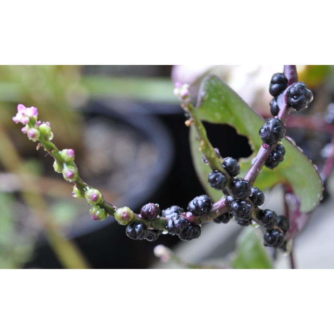 Red-stemmed Malabar/Climbing Spinach (Basella alba 'Rubra') as ...