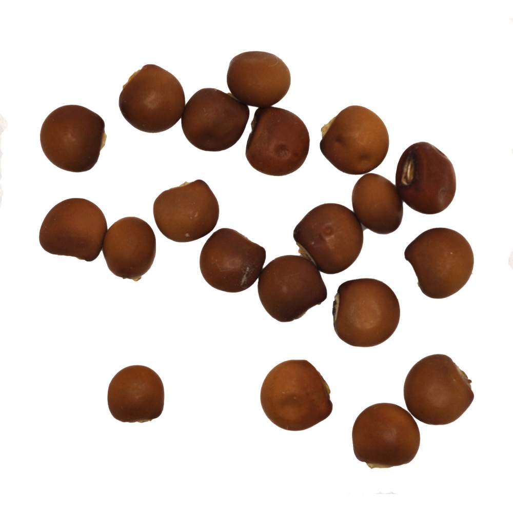 Over Ten Pigeon Pea (Cajanus cajan) Seeds