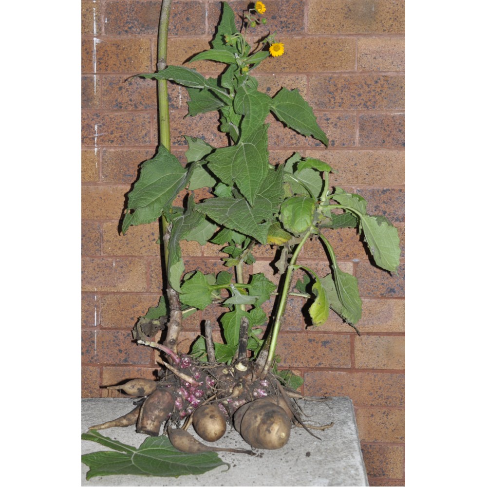 Yacon (Peruvian Ground Apple) (Smallanthus sonchifolius) in 90 mm ...