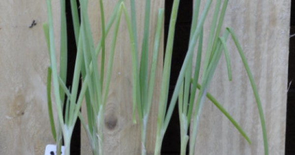 Red Beard Bunching/Spring/Welsh Onions (Allium fistulosum) in 90 mm ...