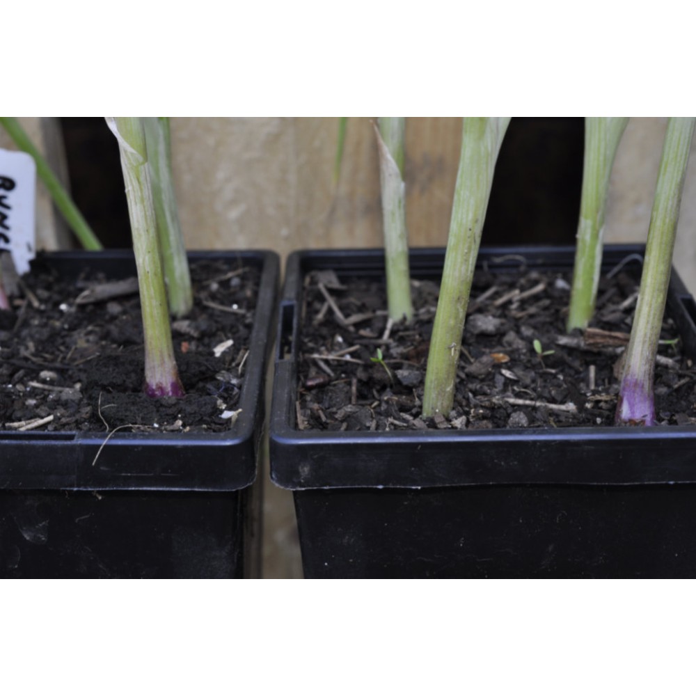 Red Beard Bunching/Spring/Welsh Onions (Allium fistulosum) in 90 mm ...