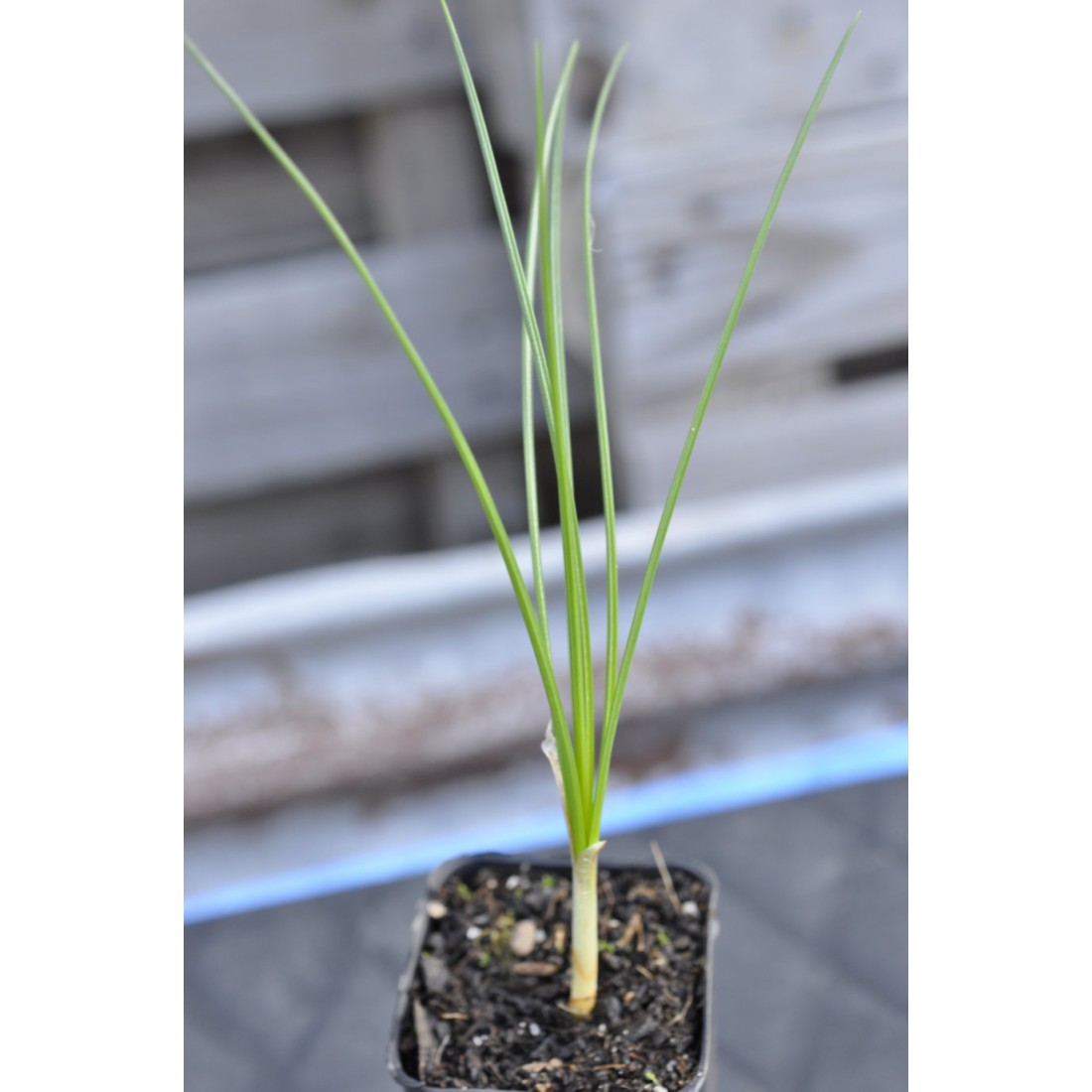 Saffron (Crocus sativus) in 50 mm Tube