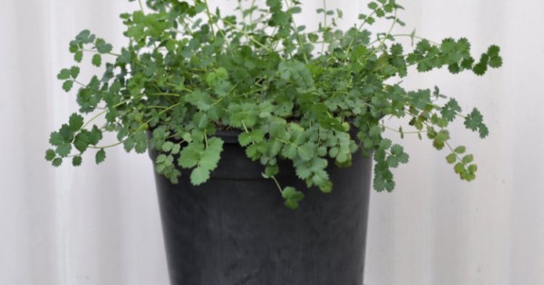 Salad Burnet (Sanguisorba minor) in 200 mm Pot