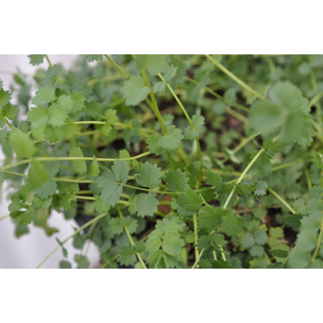 Salad Burnet (Sanguisorba minor) in 200 mm Pot