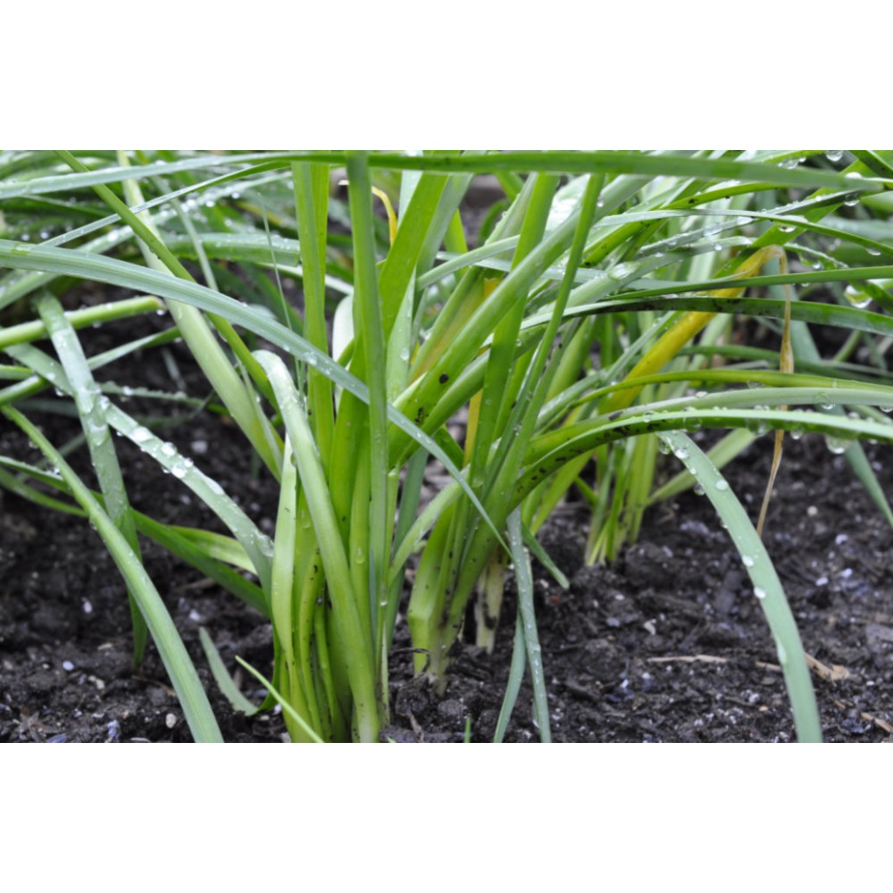 Society Garlic (Tulbaghia violacea) in 90 mm Bottomless Pot