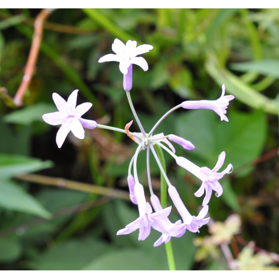 Society Garlic (Tulbaghia violacea) in 90 mm Bottomless Pot
