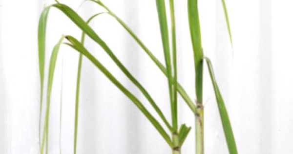 Sugarcane (Saccharum sp.) in 170 mm Pot