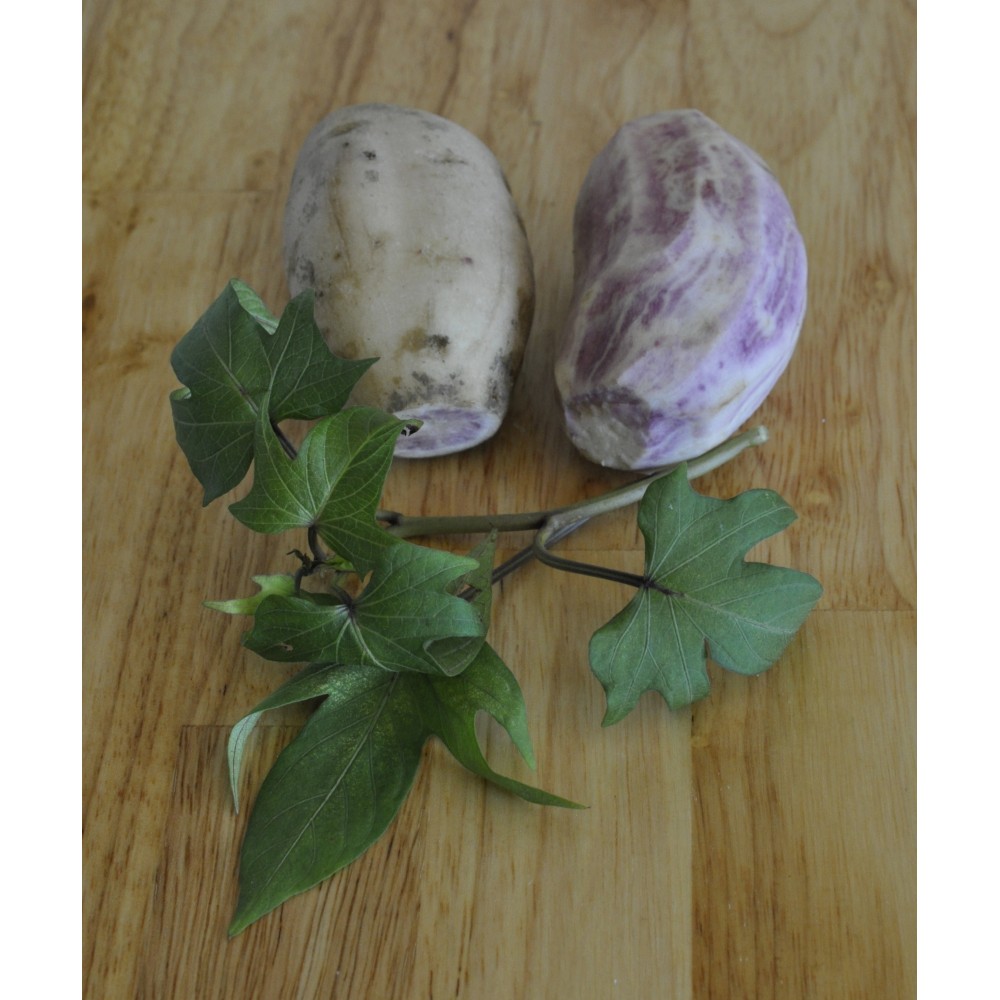 Sweet Potato (Ipomoea batatas) 'Hawaiian Sunshine' (POTTED)