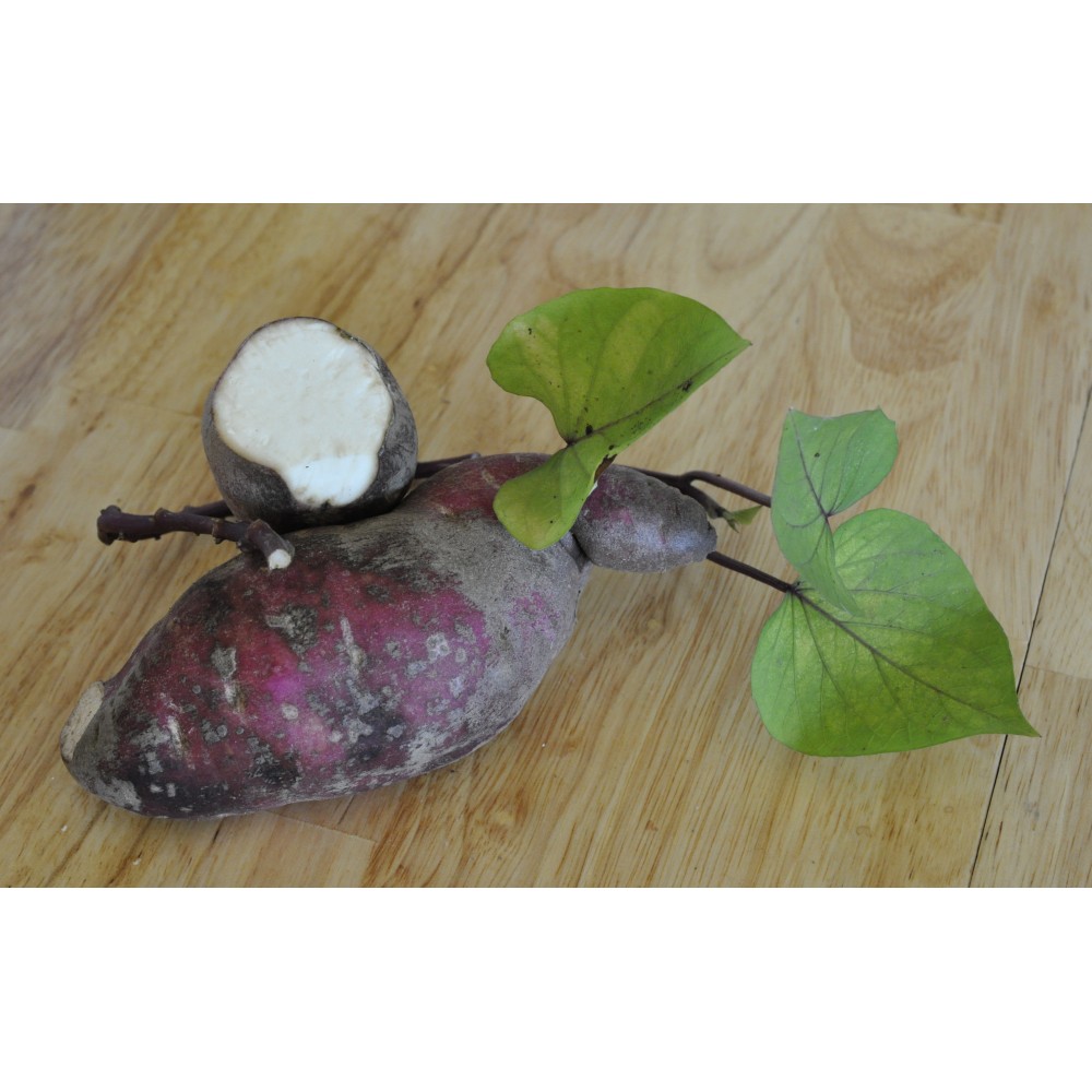 Sweet Potato (Ipomoea batatas) 'Northern Star' as Propagation Material