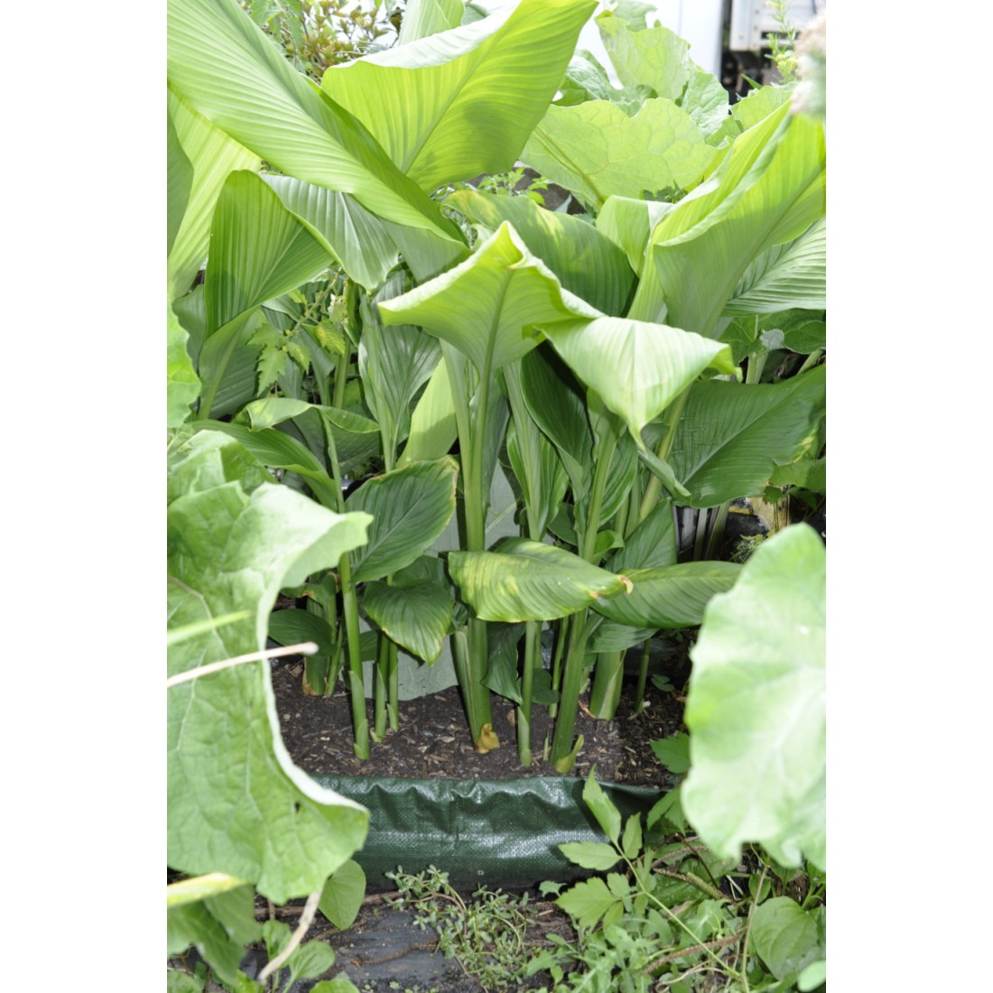 Culinary Turmeric (Curcuma longa) in 90 mm Bottomless Pot