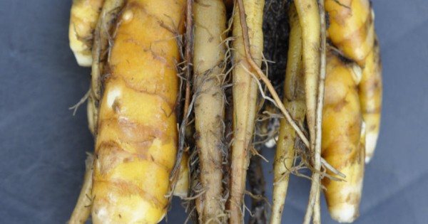 Culinary Turmeric (Curcuma longa) Rhizome Clump
