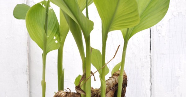 Culinary Turmeric (Curcuma longa) Rhizome Clump in a Bucket (One-Off)