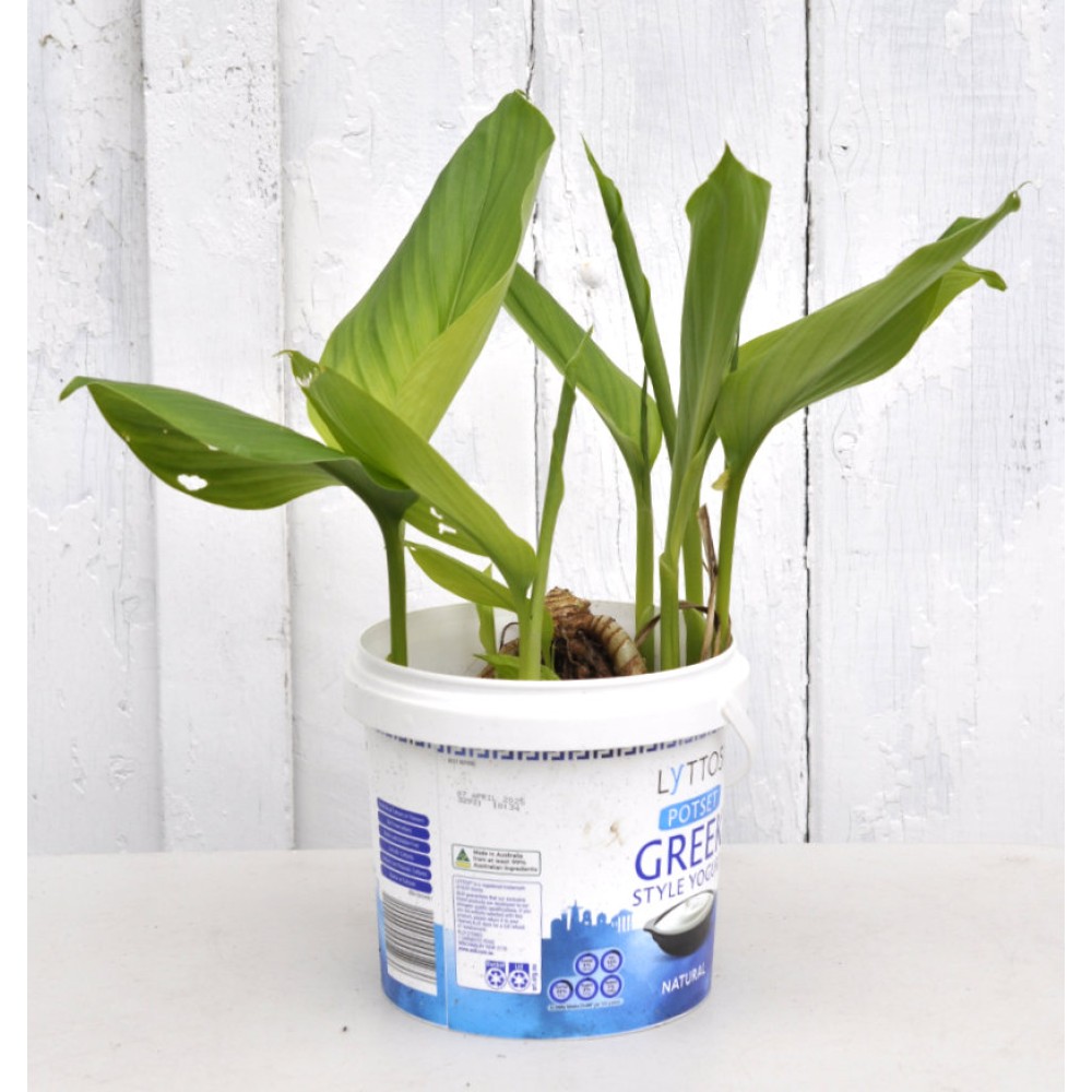 Culinary Turmeric (Curcuma longa) Rhizome Clump in a Bucket (One-Off)