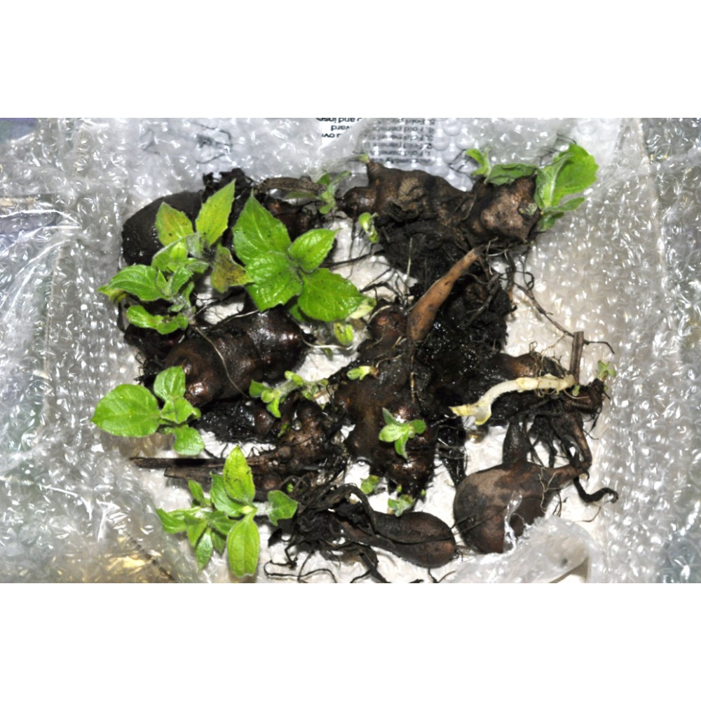 Yacon (Peruvian Ground Apple) (Smallanthus sonchifolius) Rhizome Clumps