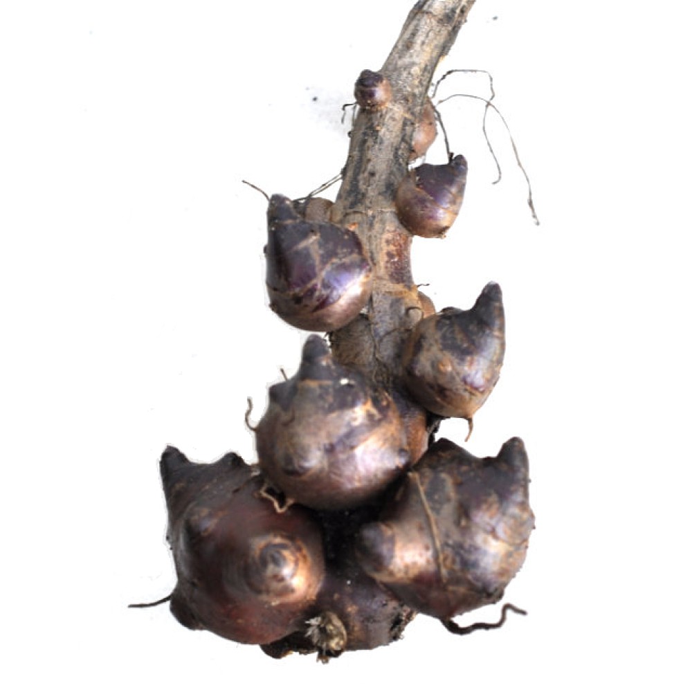 Yacon (Peruvian Ground Apple) (Smallanthus sonchifolius) Rhizome Clumps