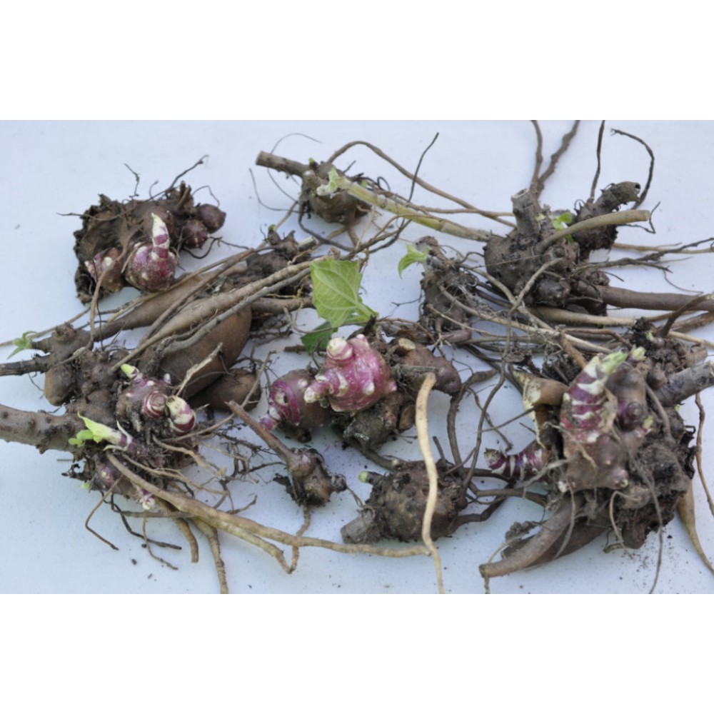 Yacon (Peruvian Ground Apple) (Smallanthus sonchifolius) Rhizome Clumps