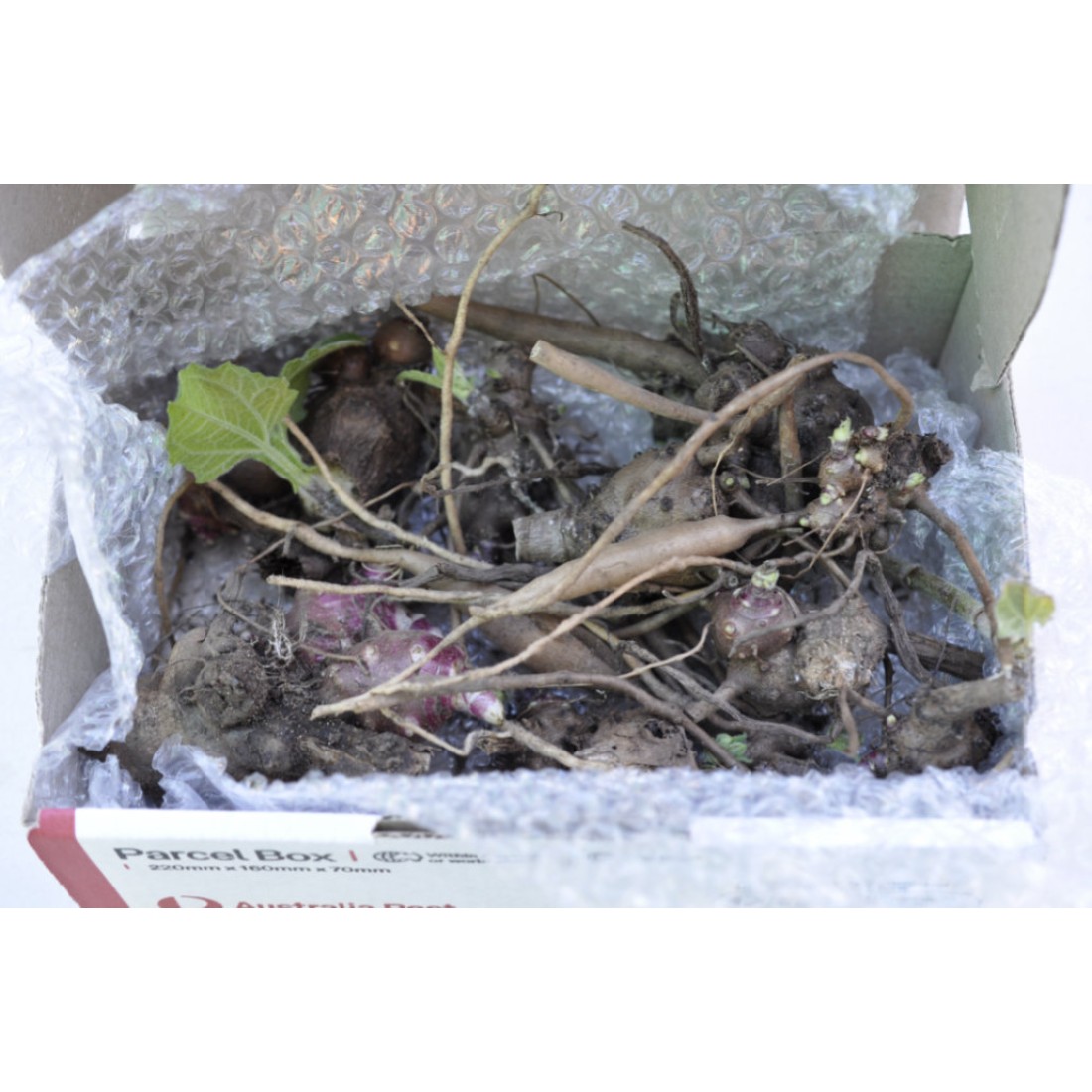 Yacon (Peruvian Ground Apple) (Smallanthus sonchifolius) Rhizome Clumps