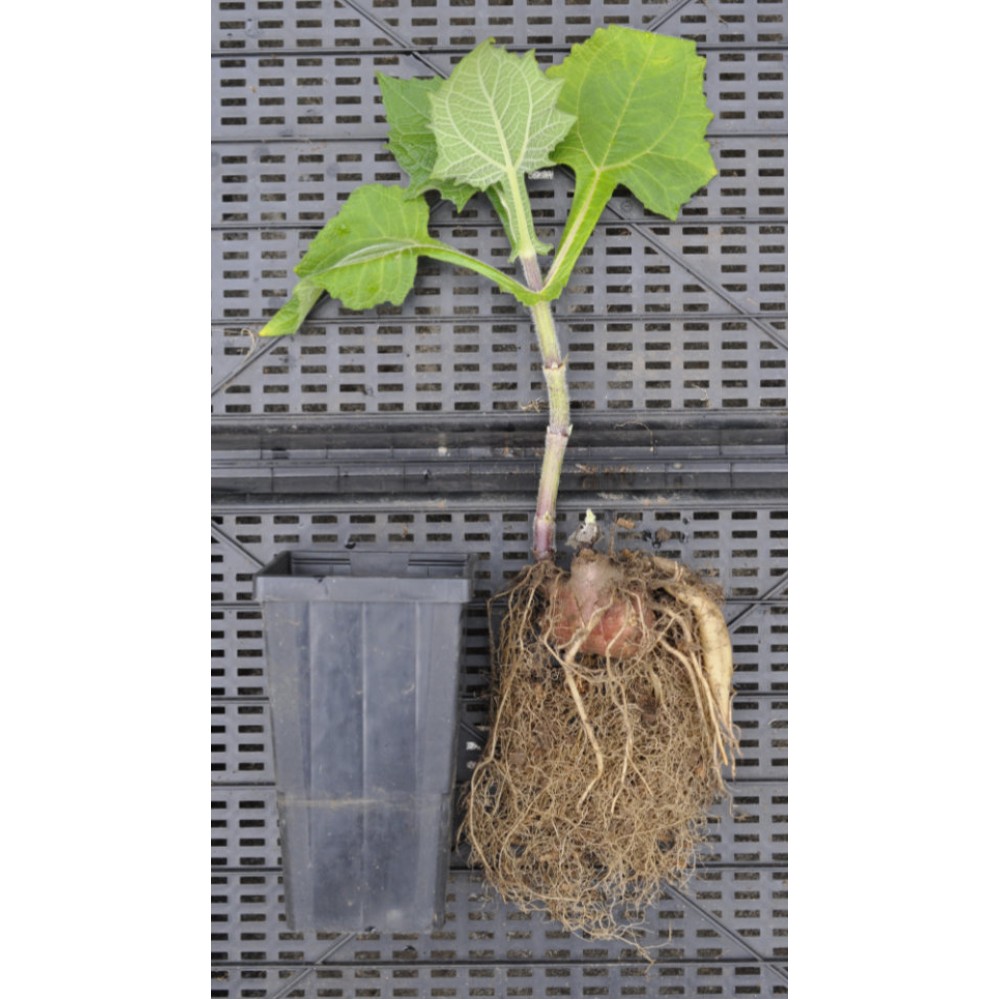 Yacon (Peruvian Ground Apple) (Smallanthus sonchifolius) in 90 mm ...